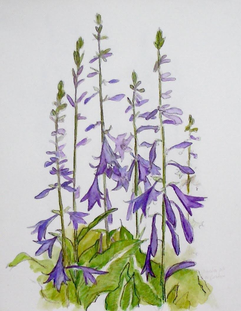Garden perennial series: Hosta Blooming drawing by Mary Heath B ...