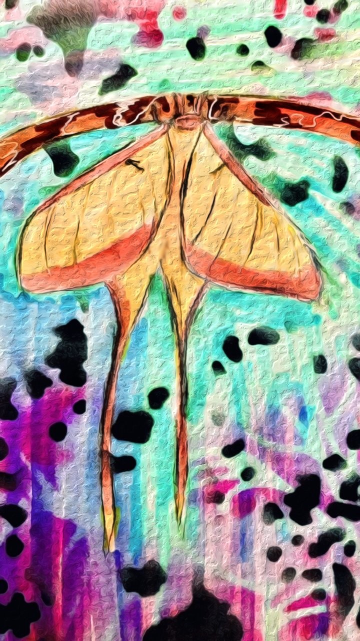 Luna Moth drawing by Suzette | Doodle Addicts