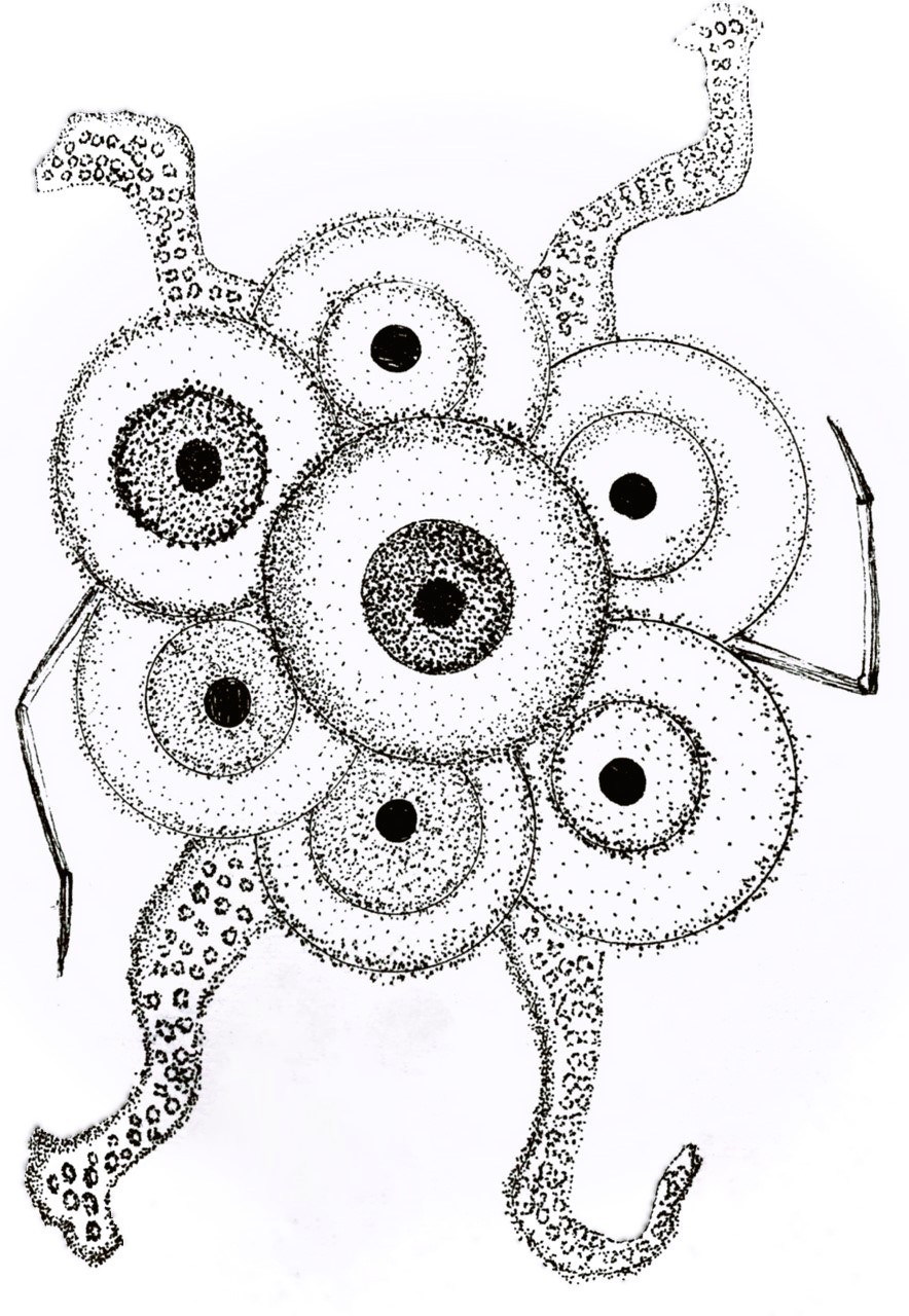 Eye Creature drawing by Suzette | Doodle Addicts