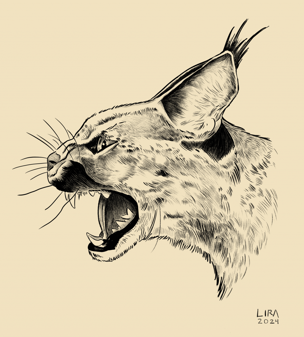 Caracal drawing by Mauro Lira | Doodle Addicts