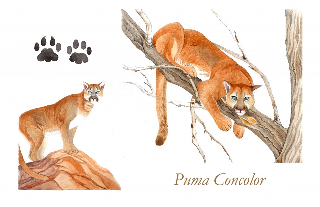 Puma Concolor drawing by Karla | Doodle Addicts