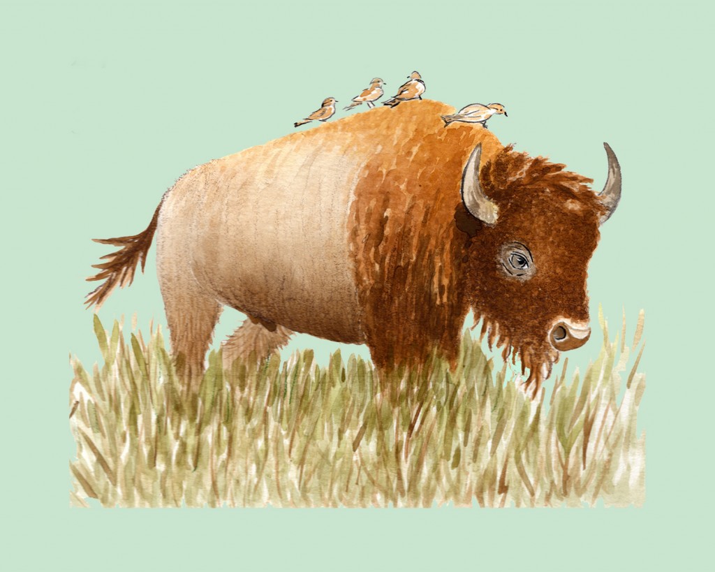 Bison drawing by Karla | Doodle Addicts