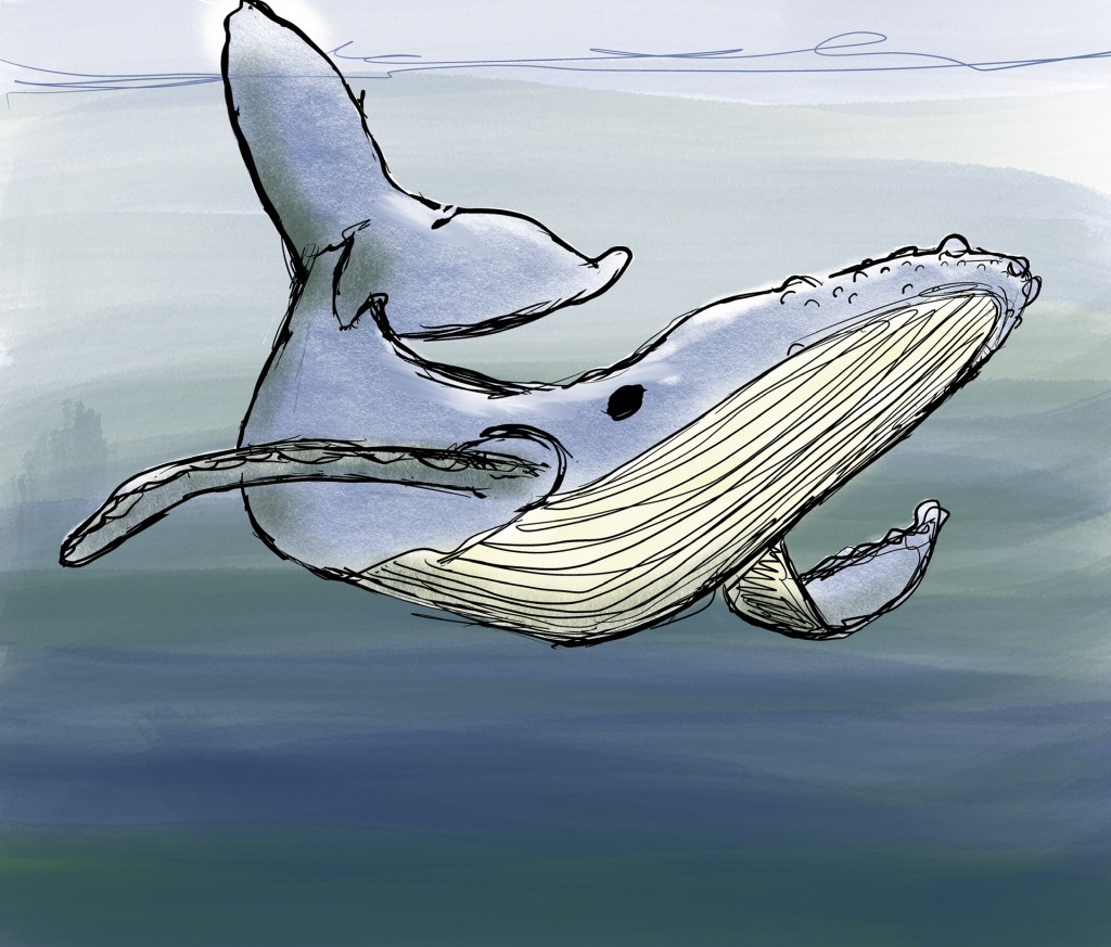 Whale drawing by K.Stew. | Doodle Addicts