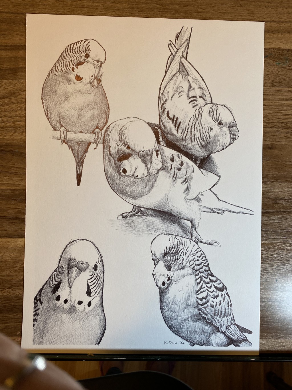 Budgie Flock drawing by K.Stew. | Doodle Addicts