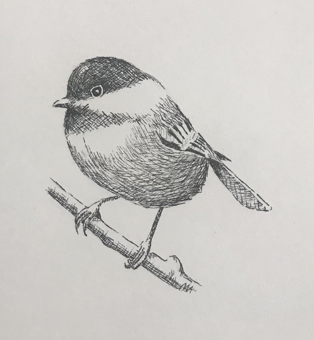 Chickadee drawing by Misti | Doodle Addicts