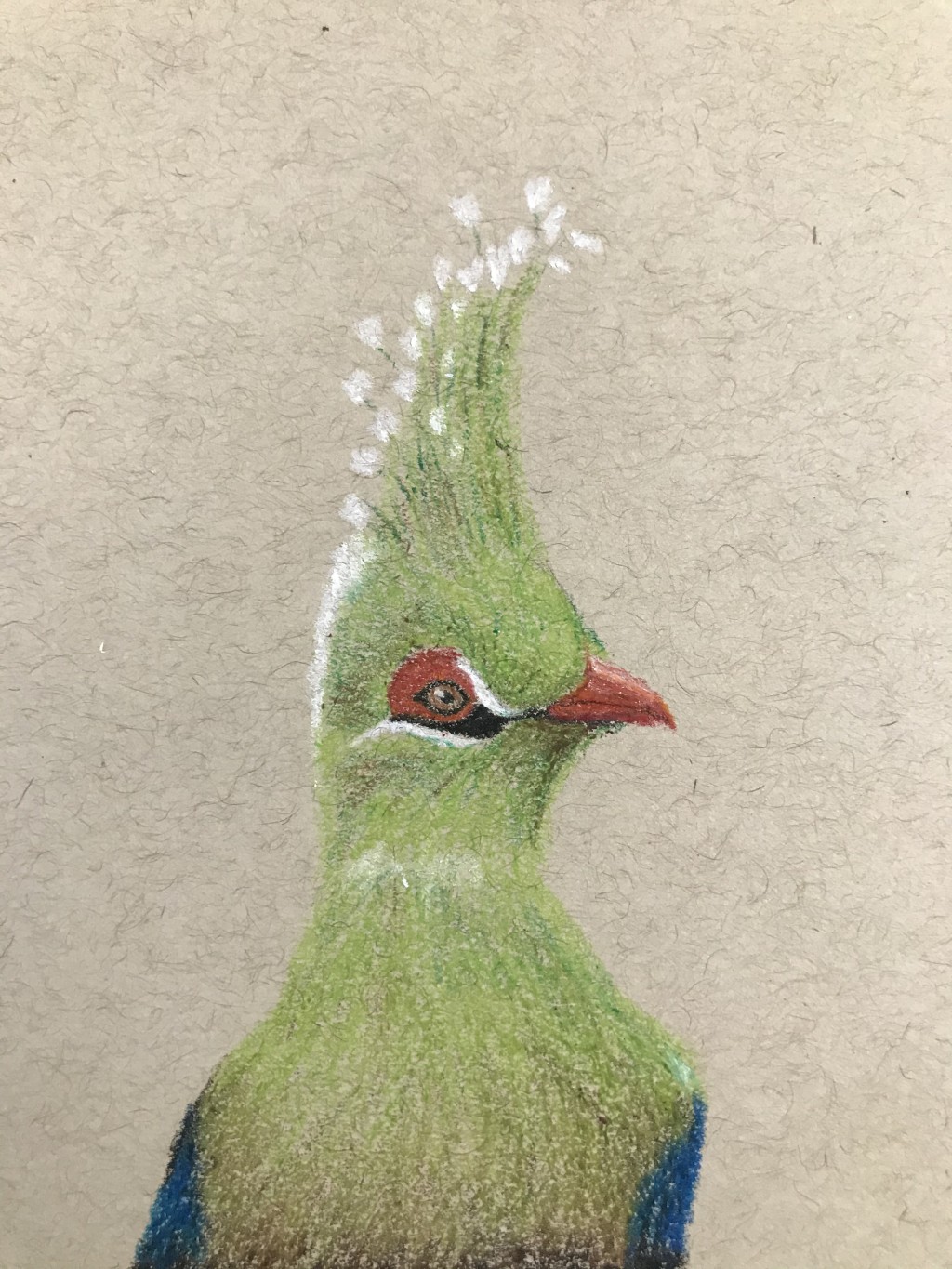 Livingstone’s turaco drawing by Misti | Doodle Addicts