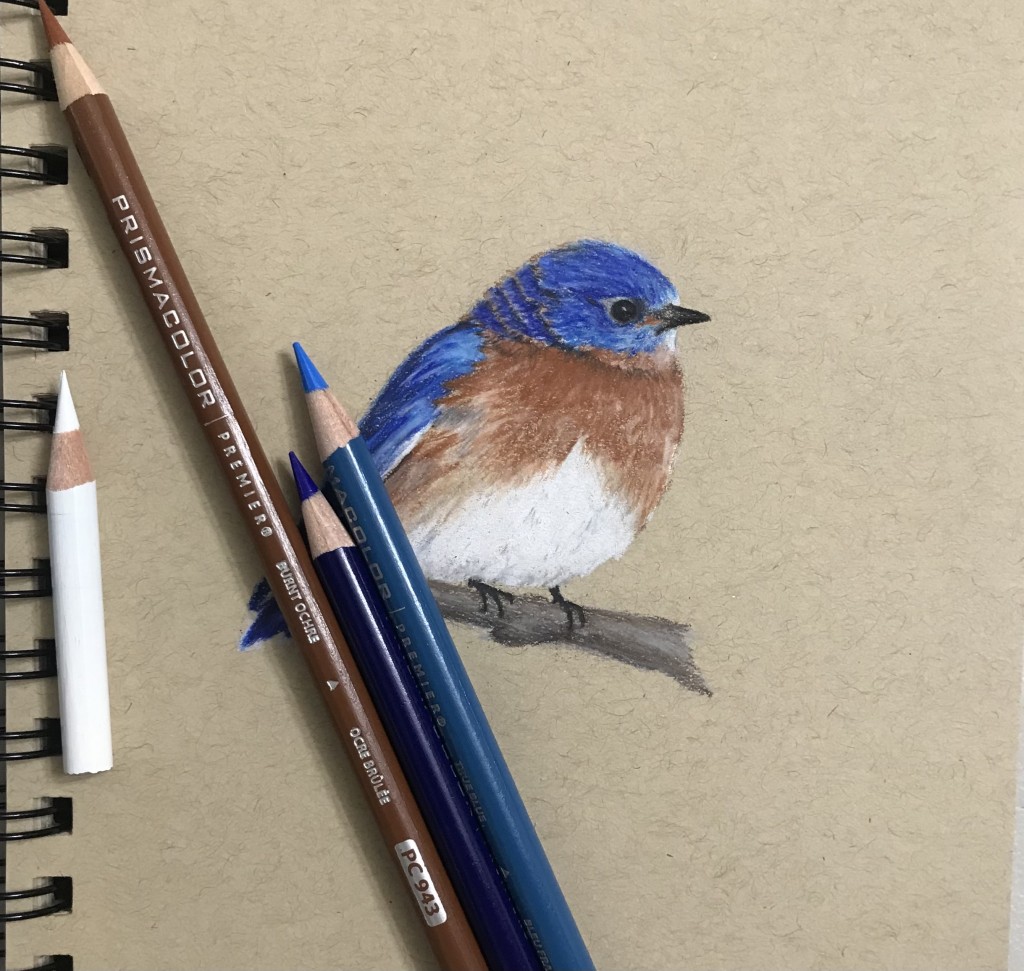 The Eastern Bluebird drawing by Misti | Doodle Addicts