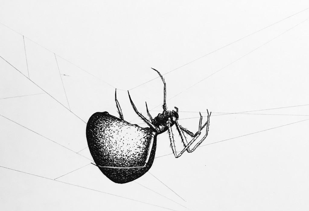Inktober Tangle-Web spider drawing by Misti | Doodle Addicts