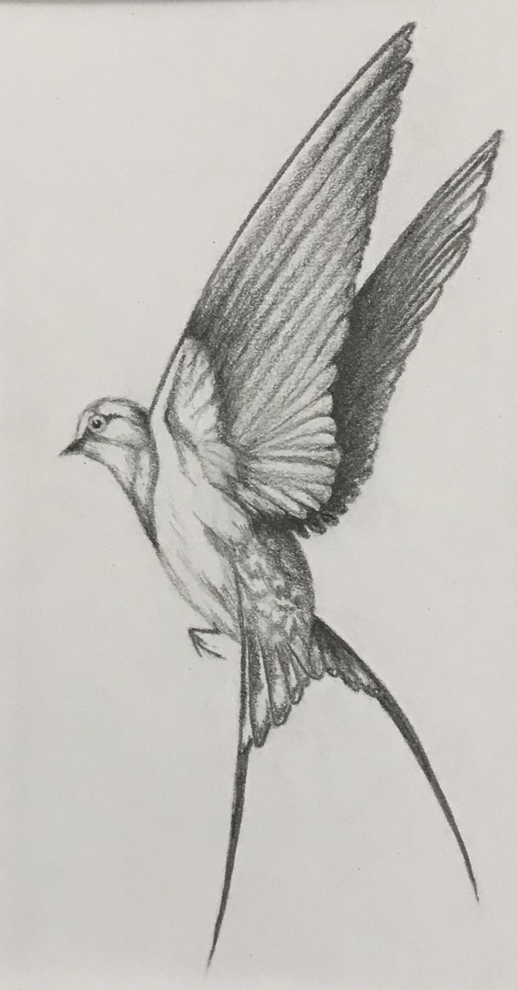 Barn swallow drawing by Misti | Doodle Addicts