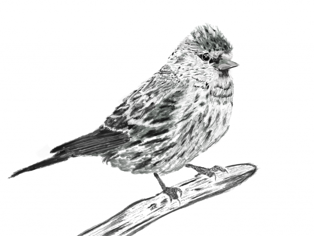 A Common Redpoll drawing by Will (Bampi) Edwards | Doodle Addicts