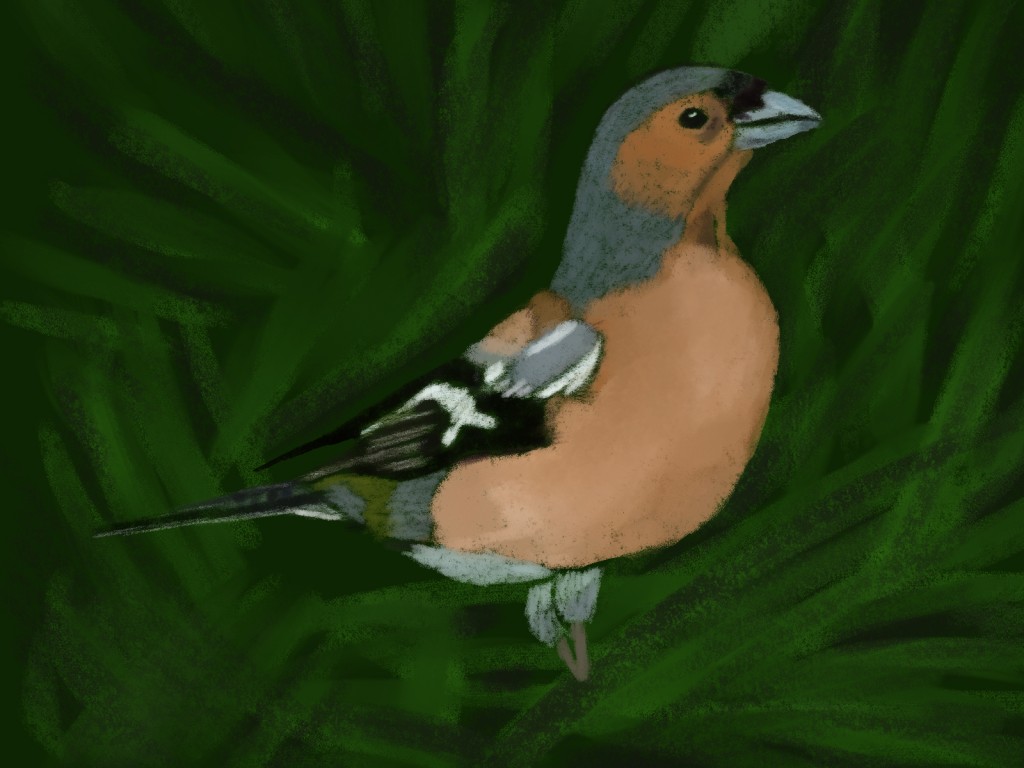 Chaffinch drawing by Will (Bampi) Edwards | Doodle Addicts