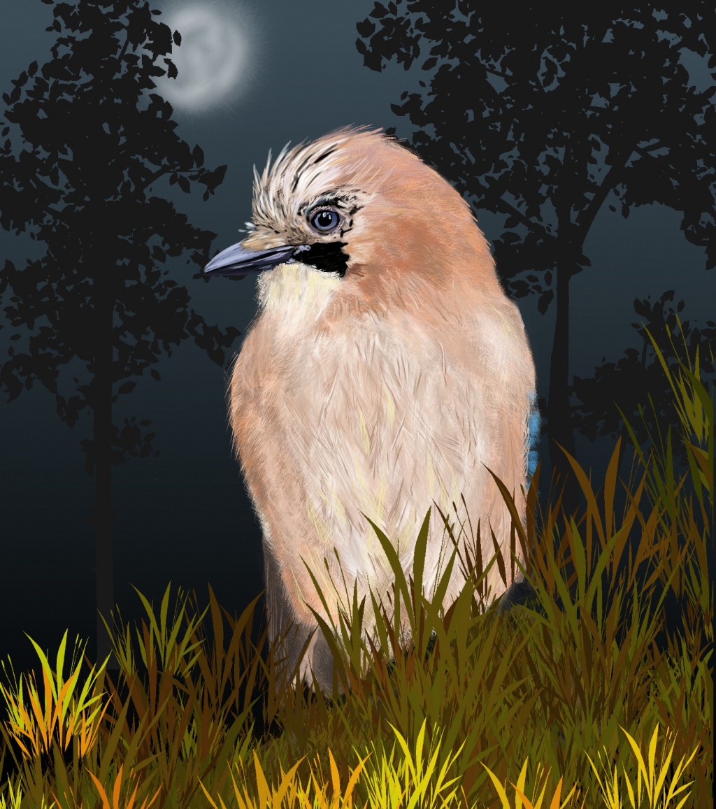 Eurasian Jay drawing by Will (Bampi) Edwards | Doodle Addicts