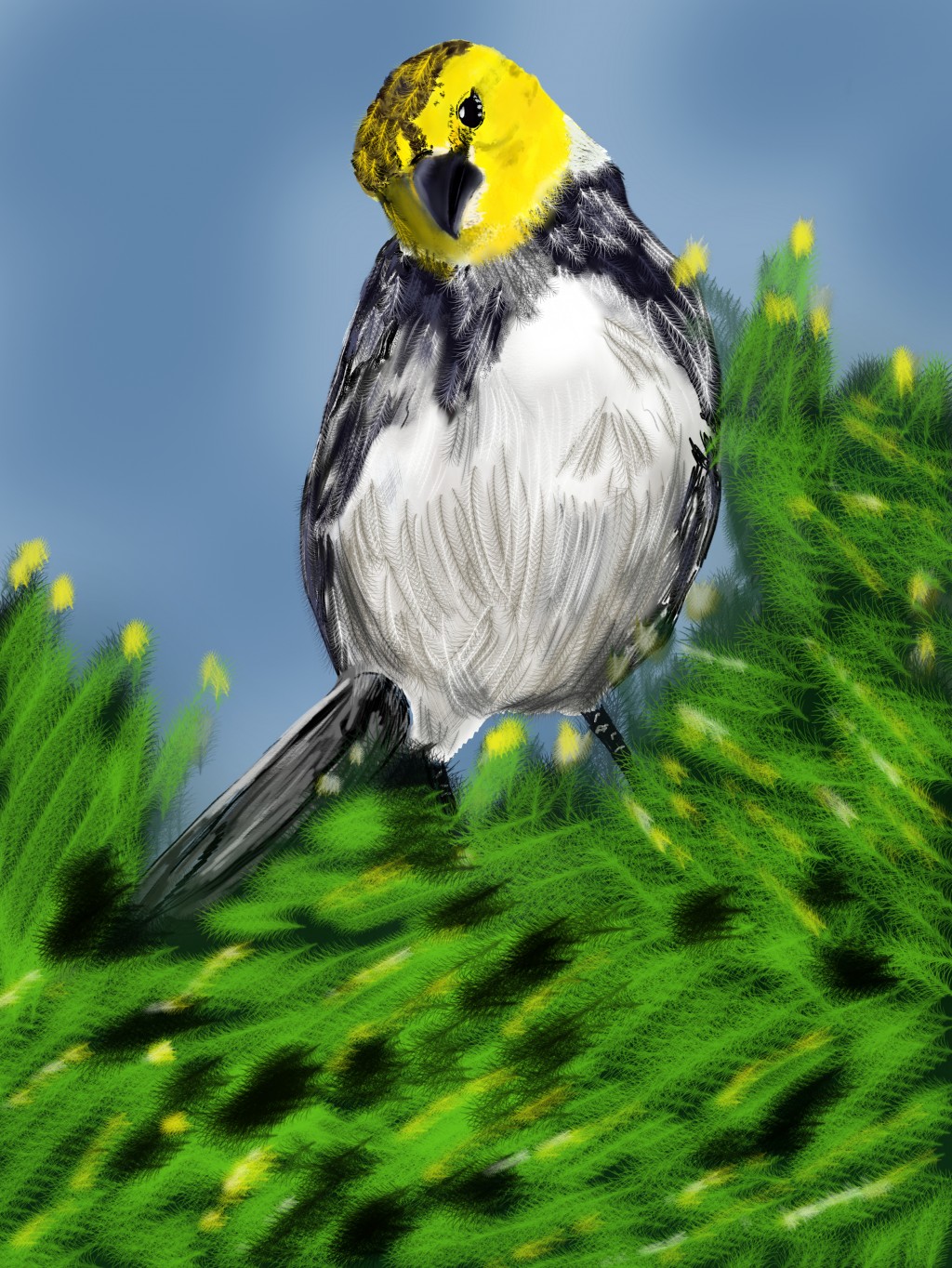Golden Cheeked Warbler drawing by Will (Bampi) Edwards | Doodle Addicts