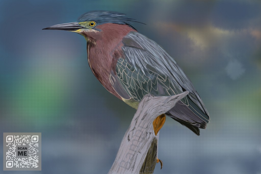 The Green Heron drawing by Will (Bampi) Edwards | Doodle Addicts