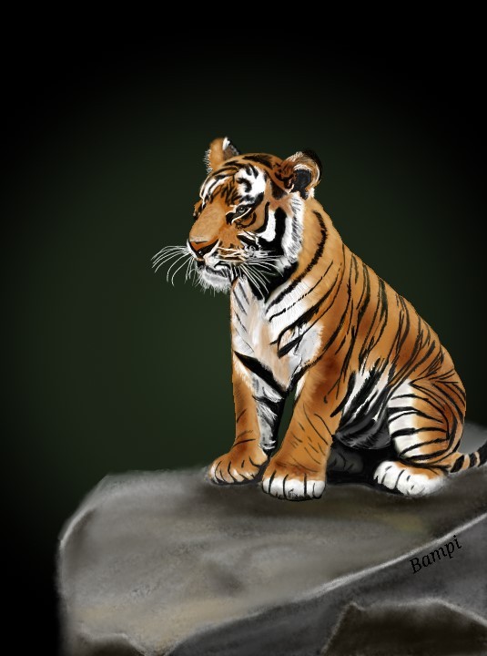 Lone Tiger Cub drawing by Will (Bampi) Edwards | Doodle Addicts
