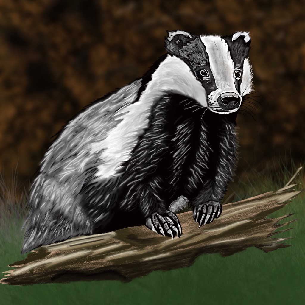 Badgers Deserve Our Care drawing by Will (Bampi) Edwards | Doodle Addicts