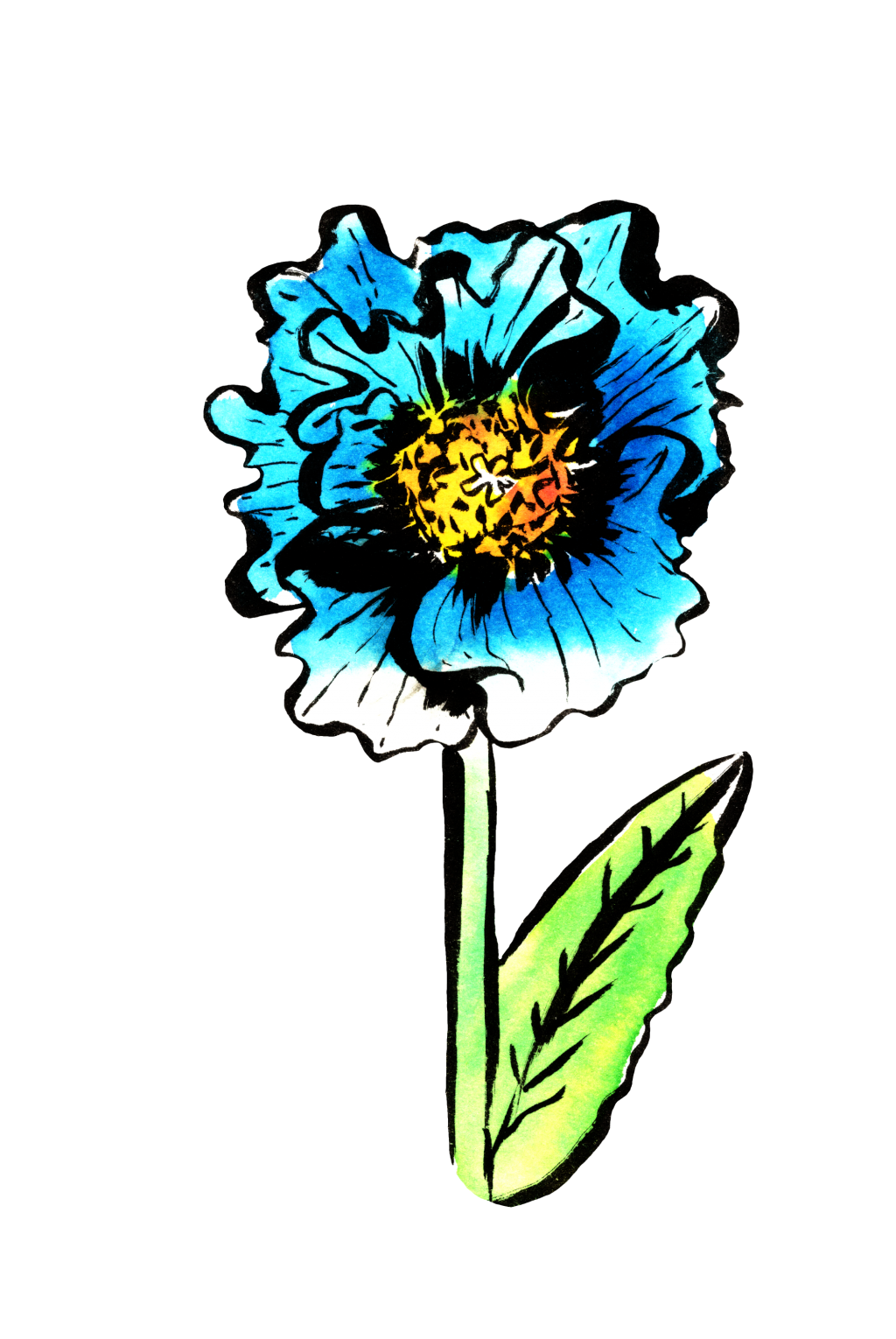 Himalayan Blue Poppy drawing by Jayanthi Ratna C | Doodle Addicts