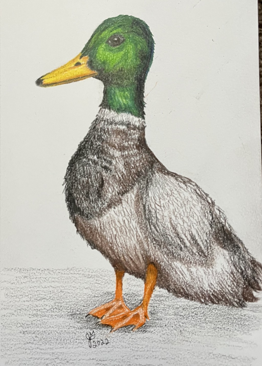 Quack quack drawing by Jean Garro | Doodle Addicts
