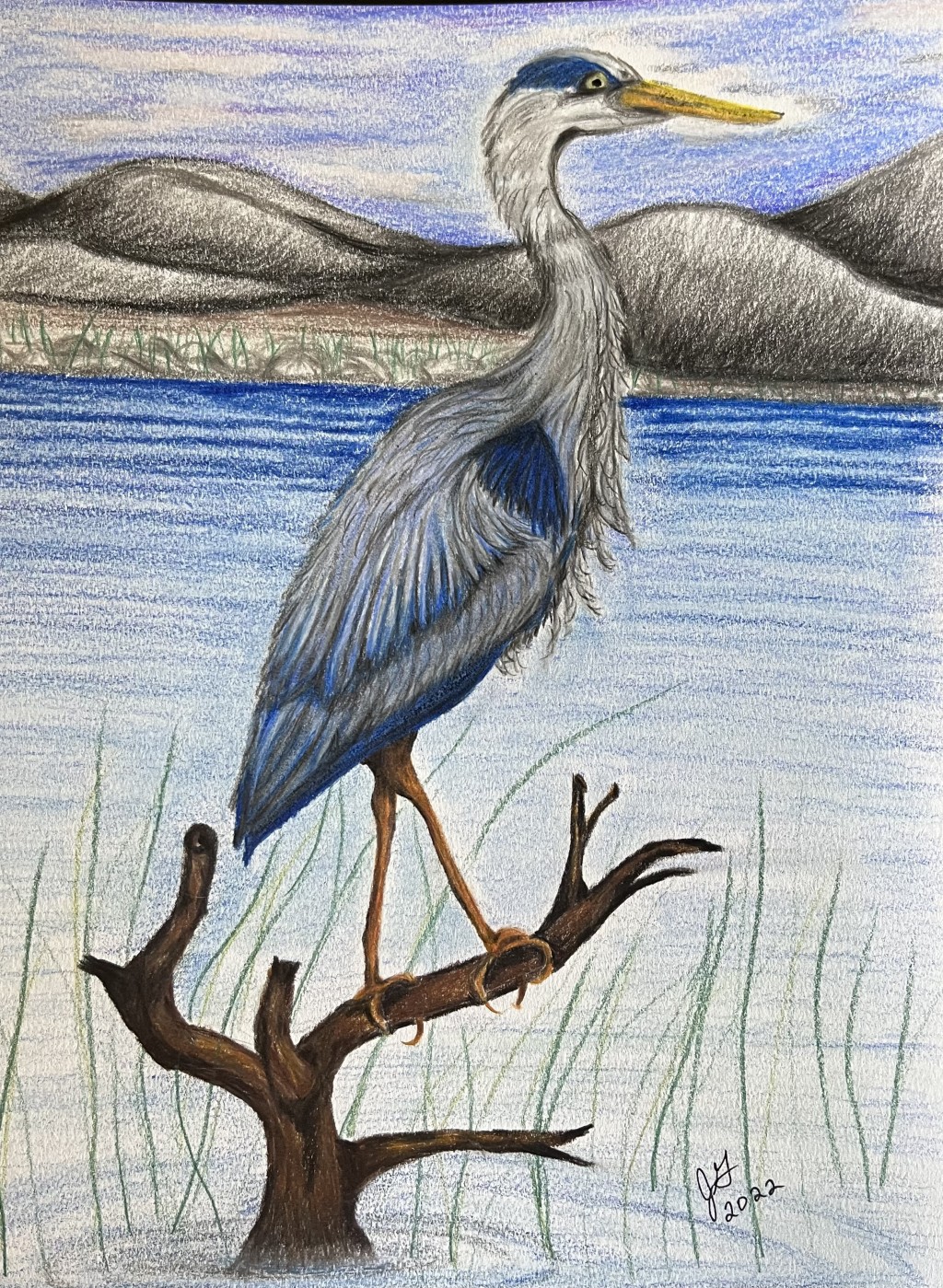 Blue heron drawing by Jean Garro | Doodle Addicts
