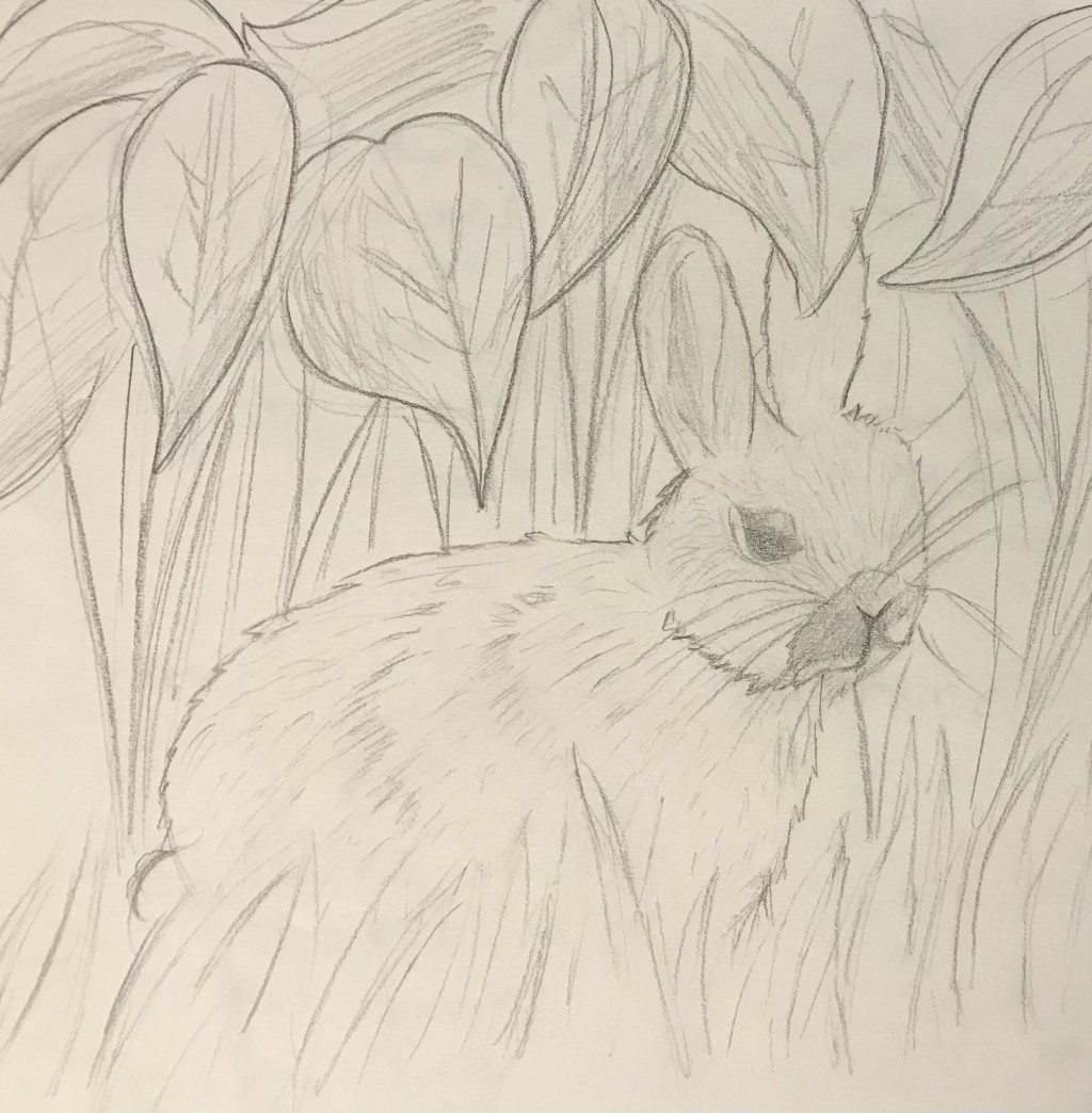 Rabbit sketch drawing by Goggles | Doodle Addicts