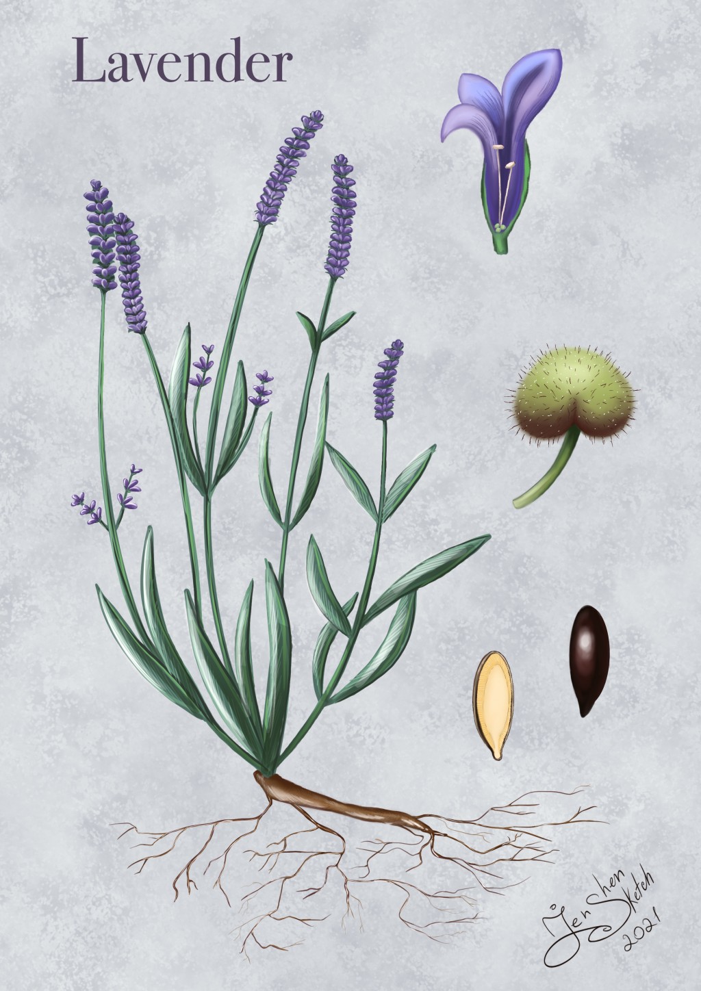 The structure of Lavender drawing by Art Craft Land | Doodle Addicts