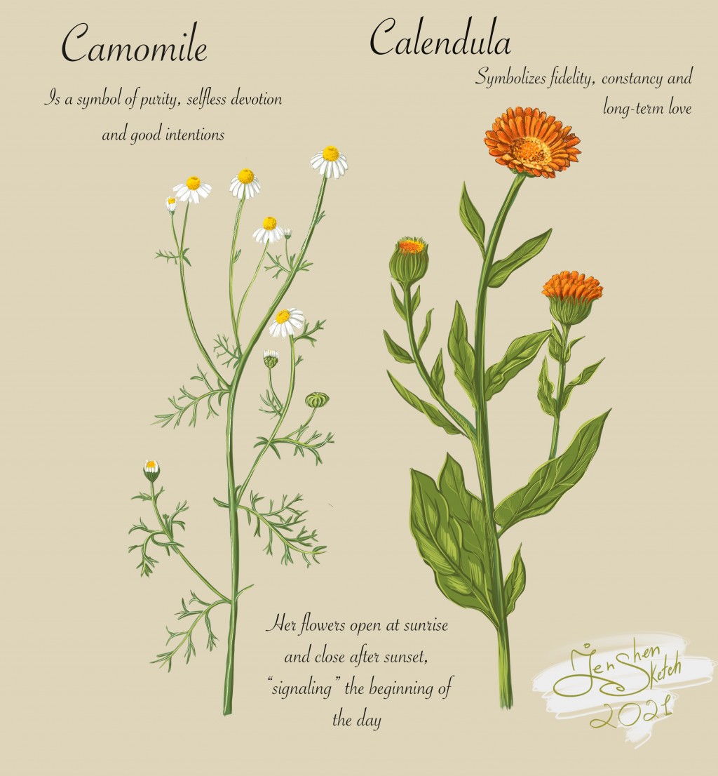 The structure of Calendula drawing by Art Craft Land | Doodle Addicts