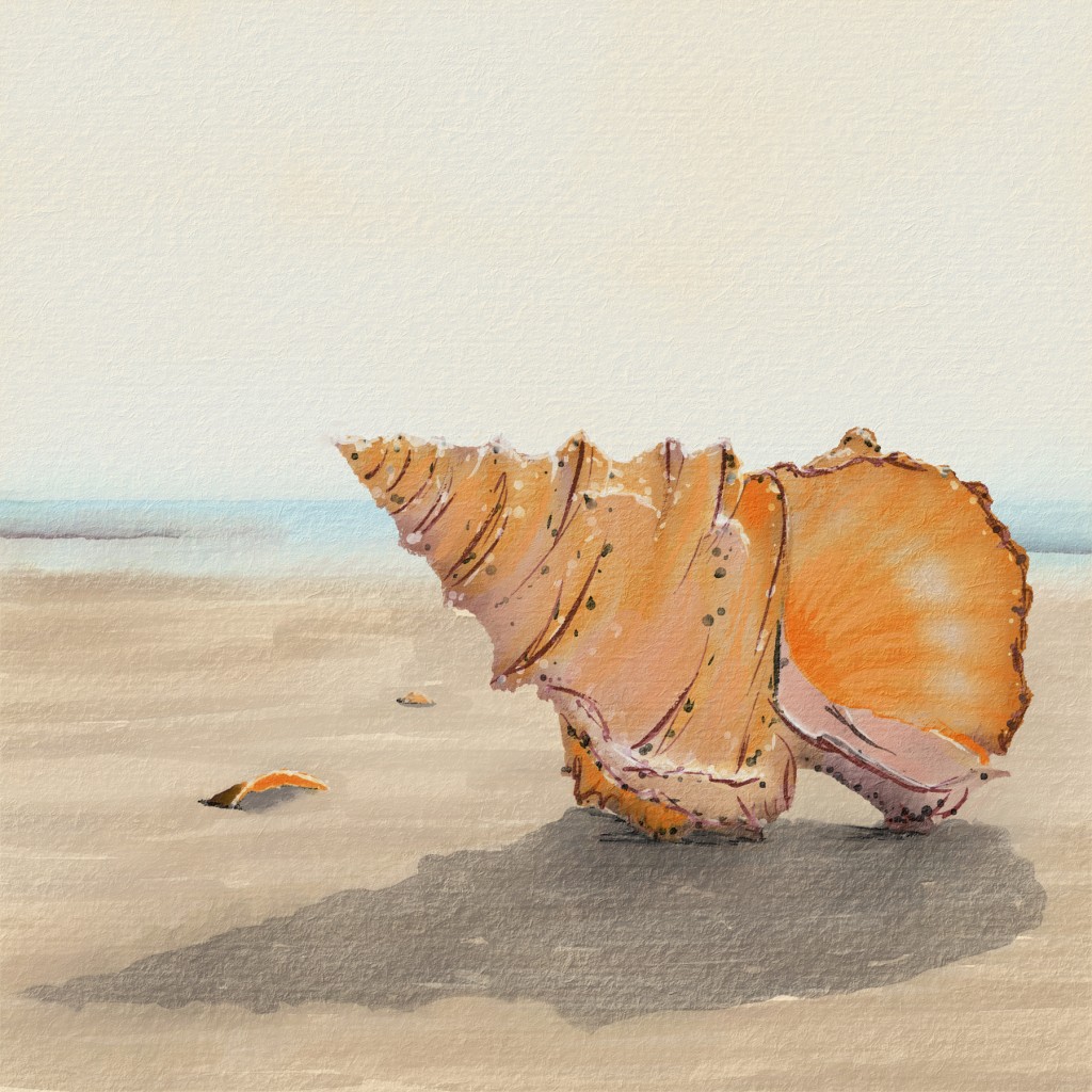 Seashells drawing by Kurtis D Edwards | Doodle Addicts