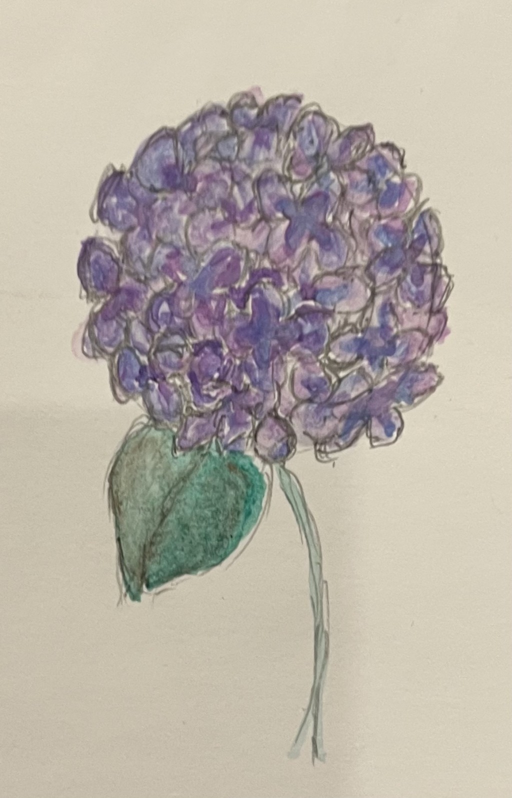 Hydrangea drawing by lisa labellarte | Doodle Addicts