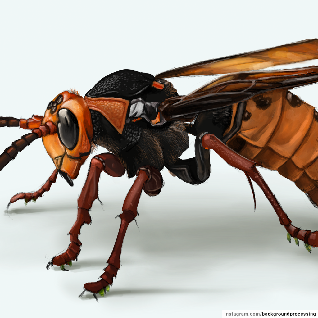 Hornet drawing by Background Processing | Doodle Addicts