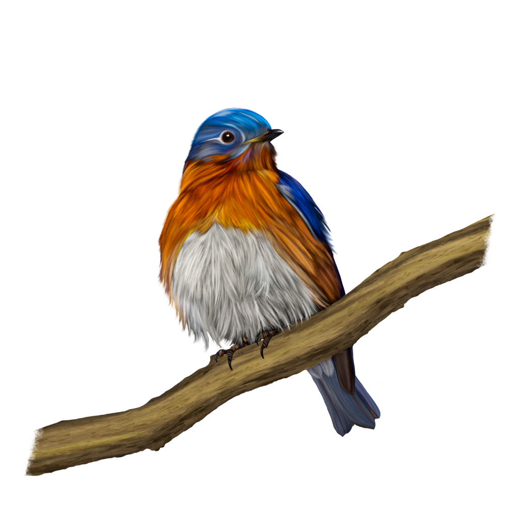 Eastern Bluebird drawing by Ashlee Marie | Doodle Addicts