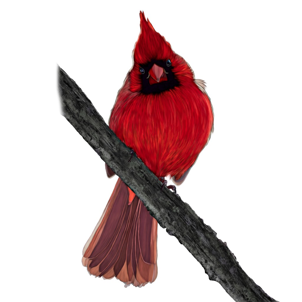 Northern Cardinal drawing by Ashlee Marie | Doodle Addicts