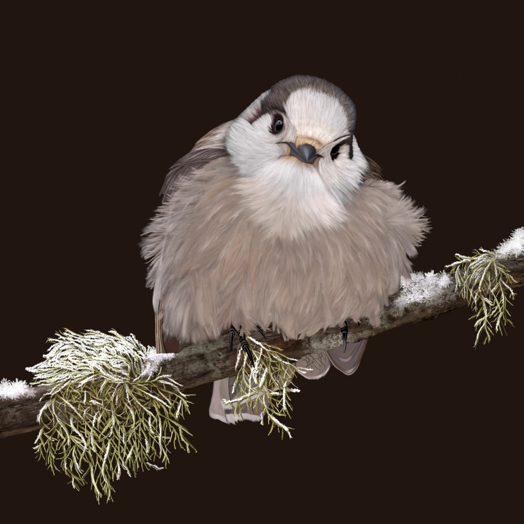 Canada Jay drawing by Ashlee Marie | Doodle Addicts