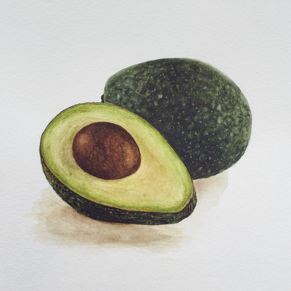 Avocado drawing by Hana | Doodle Addicts