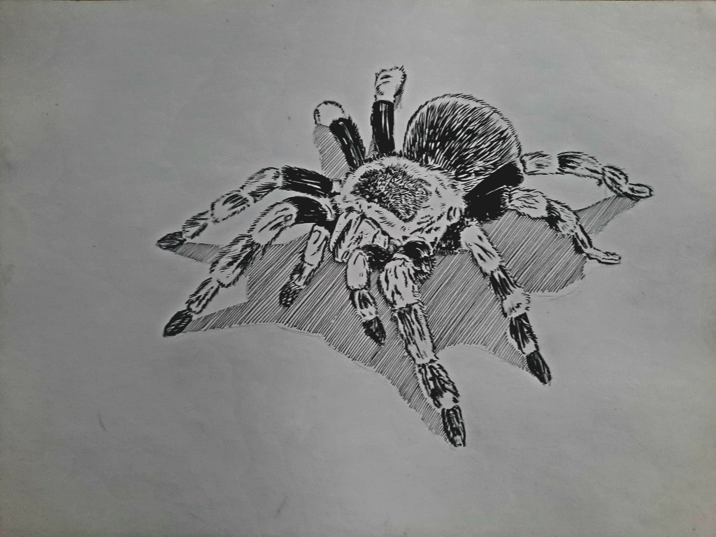 Damn big spider drawing by Baz | Doodle Addicts
