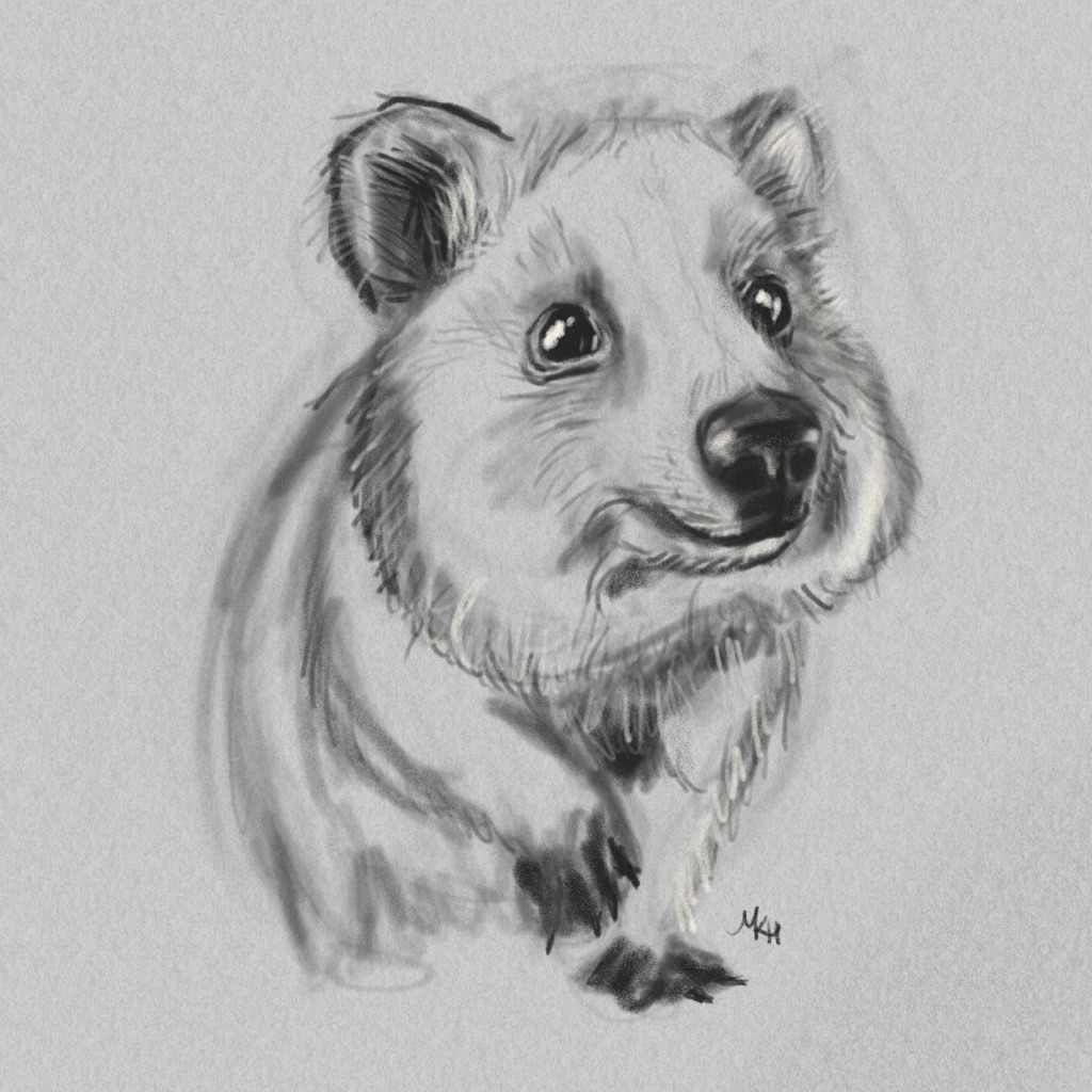 Quokka drawing by mhmakesthings | Doodle Addicts