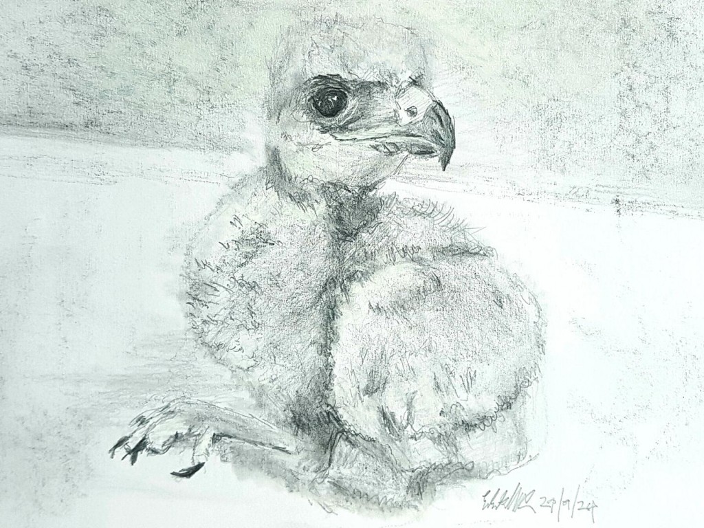 "Rescued Eaglet" (2024) drawing by Eliot McCann | Doodle Addicts