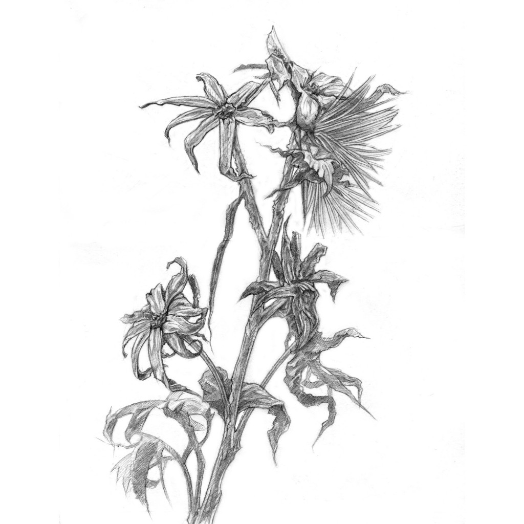 A graphic sketch depicting wilted flowers drawing by Slobodchikov ...