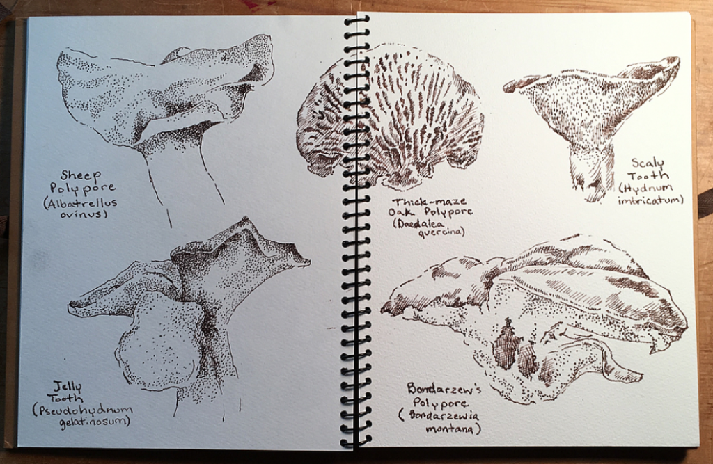 Polypore Sketch Pages drawing by Mighty Lark | Doodle Addicts