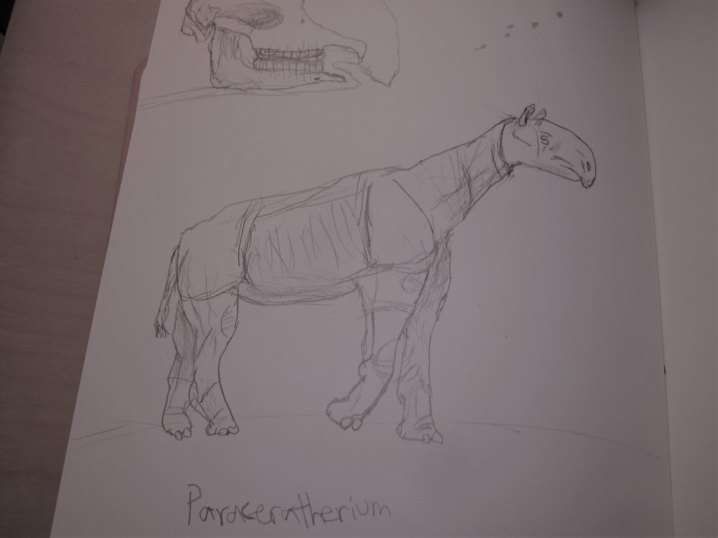 Paraceratherium drawing by Ibby Brown | Doodle Addicts